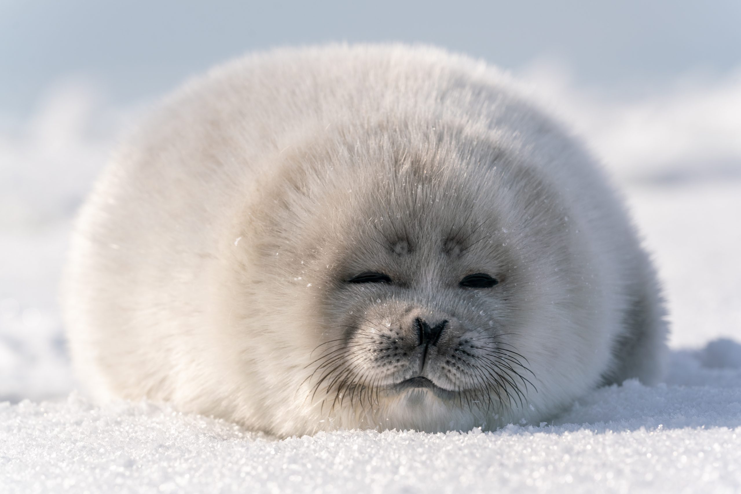 Contact Us - Caspian Seals Research and Rehabilitation Center